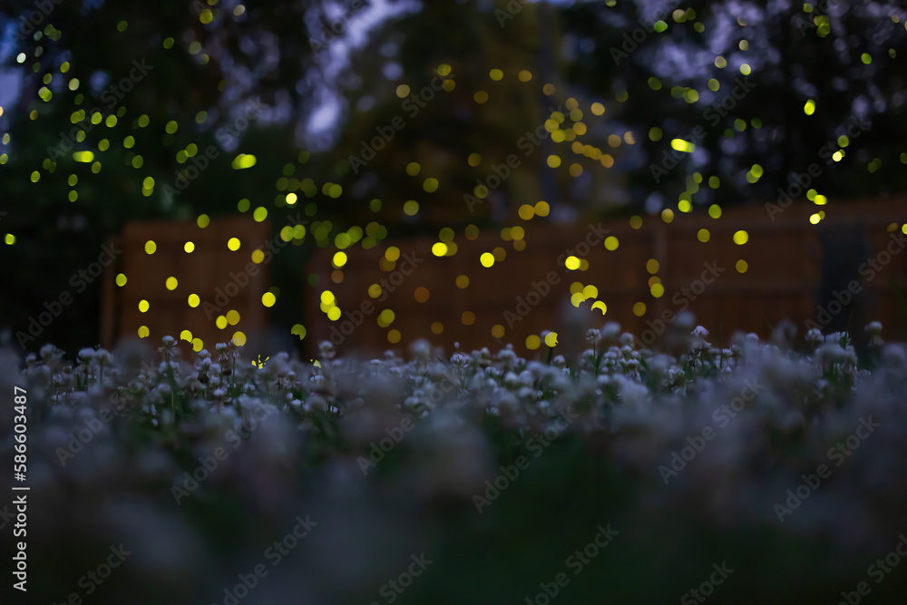 Fireflies at night in a suburban backyard Stock Photo | Adobe Stock