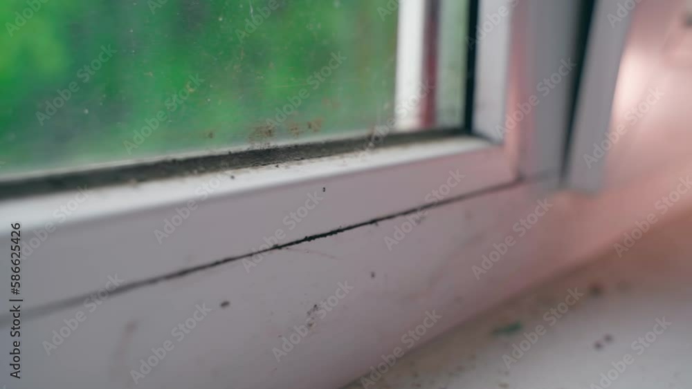 Fungus on plastic windows from moisture. Dirty and dusty on the ...
