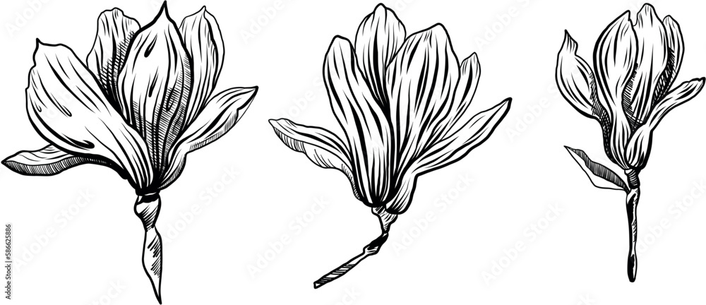 Vector graphics of magnolia set. A branch with magnolia flowers line ...