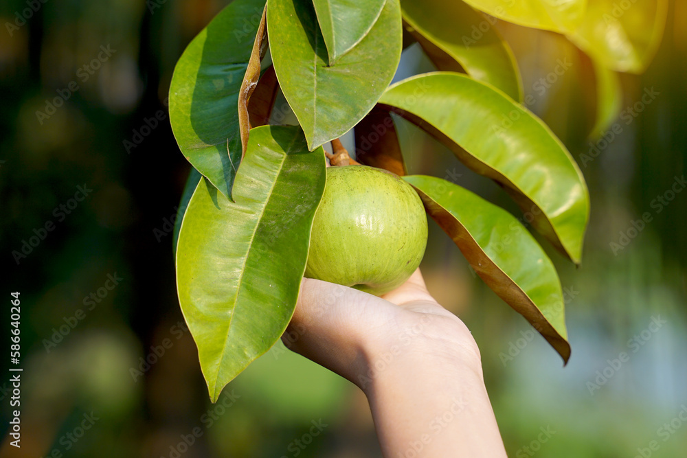 The star apple fruit is a native plant. The face is glossy, dark green ...