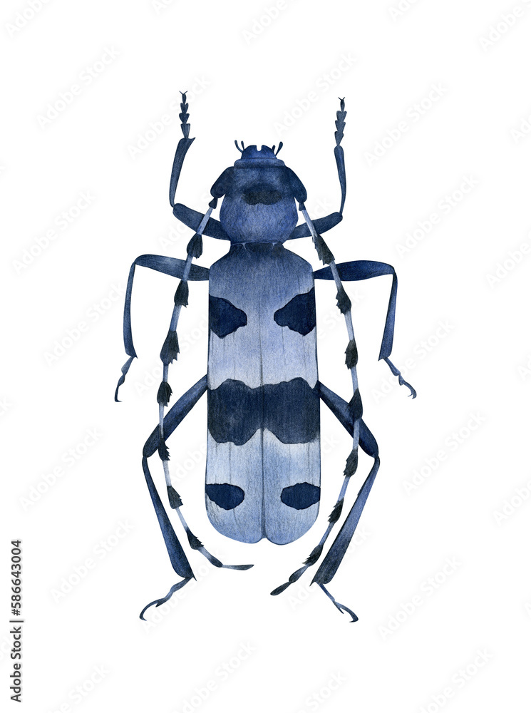 Rosalia longicorn. Alpine longhorn beetle illustration. Hand drawn blue ...