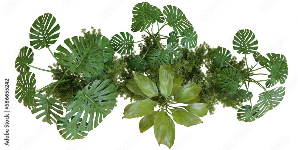Poster Monstera plant and plant collection PNG file top view, 3d ...