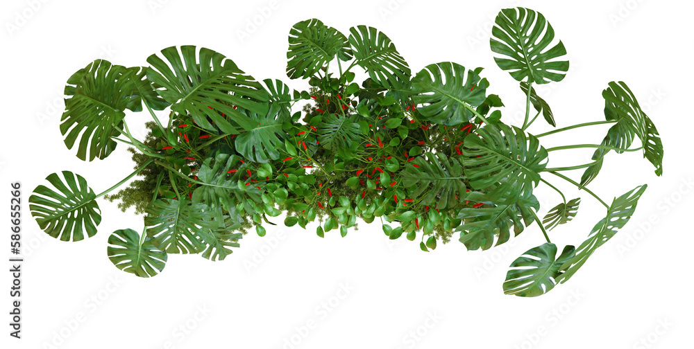 Monstera plant and plant collection PNG file top view, 3d illustration ...