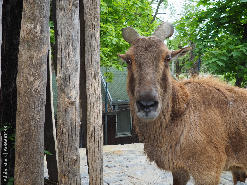 Himalayan tar. Mammal of the family of the Pole, the genus of tara ...