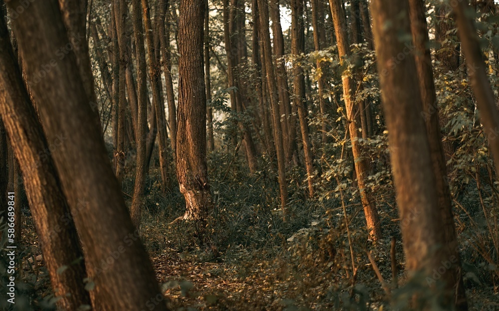 Tree damaged by beavers. Wildlife trails in forests and parks Stock ...