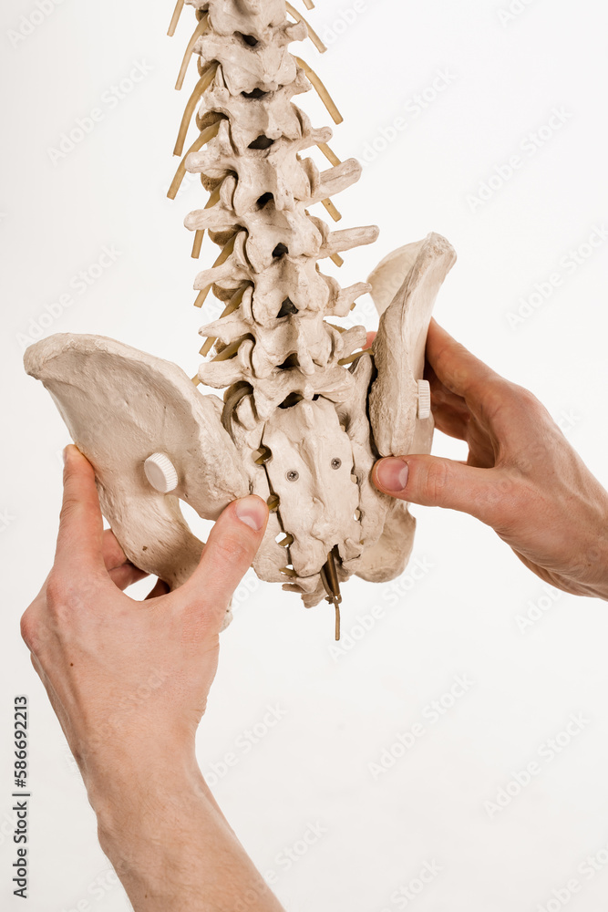 Spinal column or backbone model with bones, muscles, tendons, and other ...