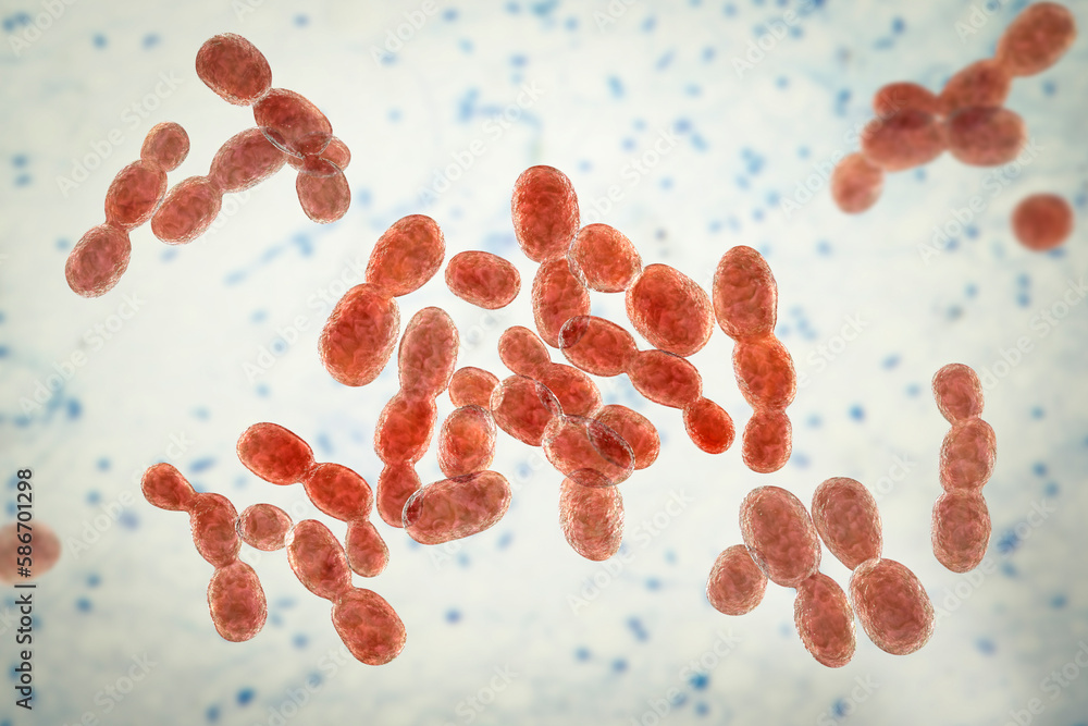 Rhodotorula fungi, 3D illustration. Pigment producing yeasts, cause ...