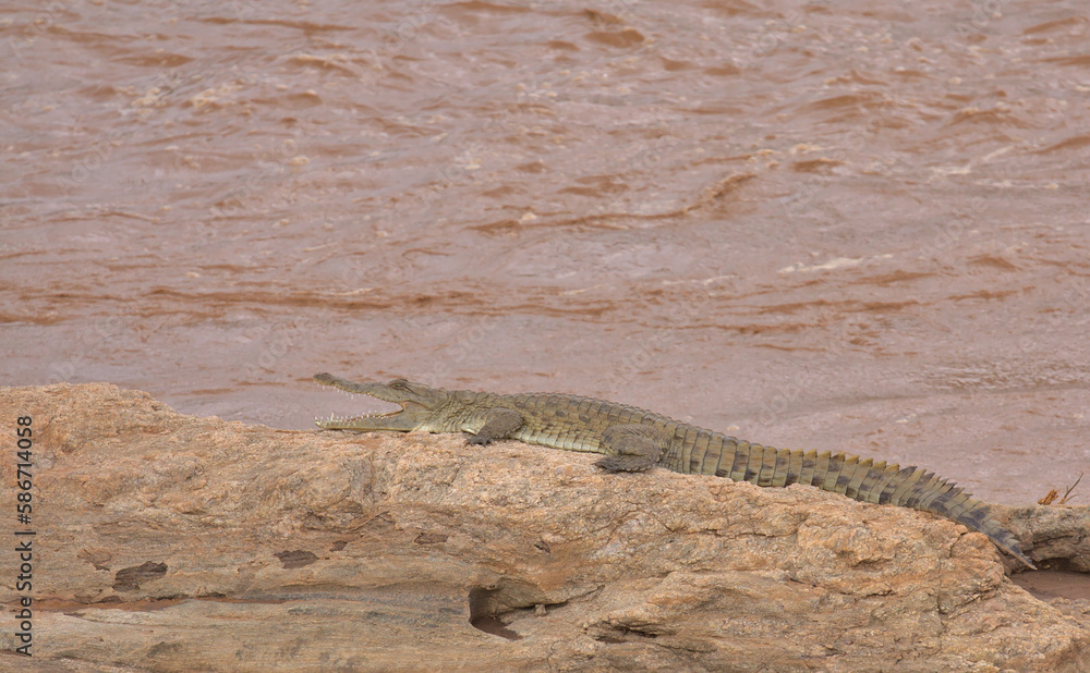 full length side profile of nile crocodile resting on rock by the ewaso nyiro river in the ...