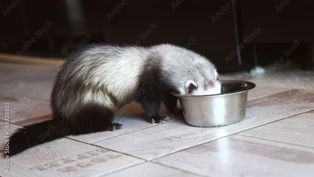 Black and white ferret eats meat from an iron plate. Ferret breakfast ...