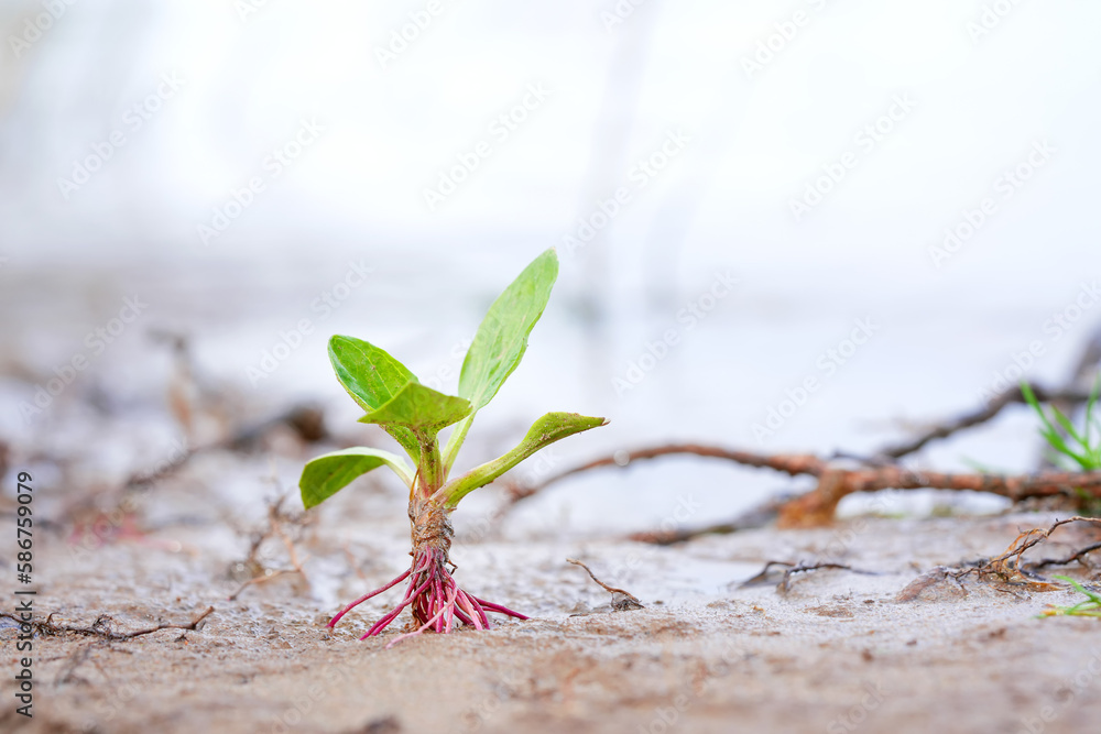 Plantago major, the broadleaf plantain, white man's footprint, waybread ...