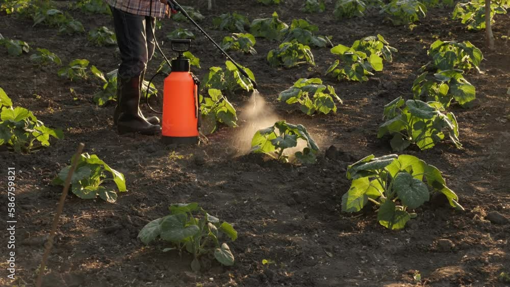 Farmer spraying pesticide sprayer garden farm vegetable garden spraying ...