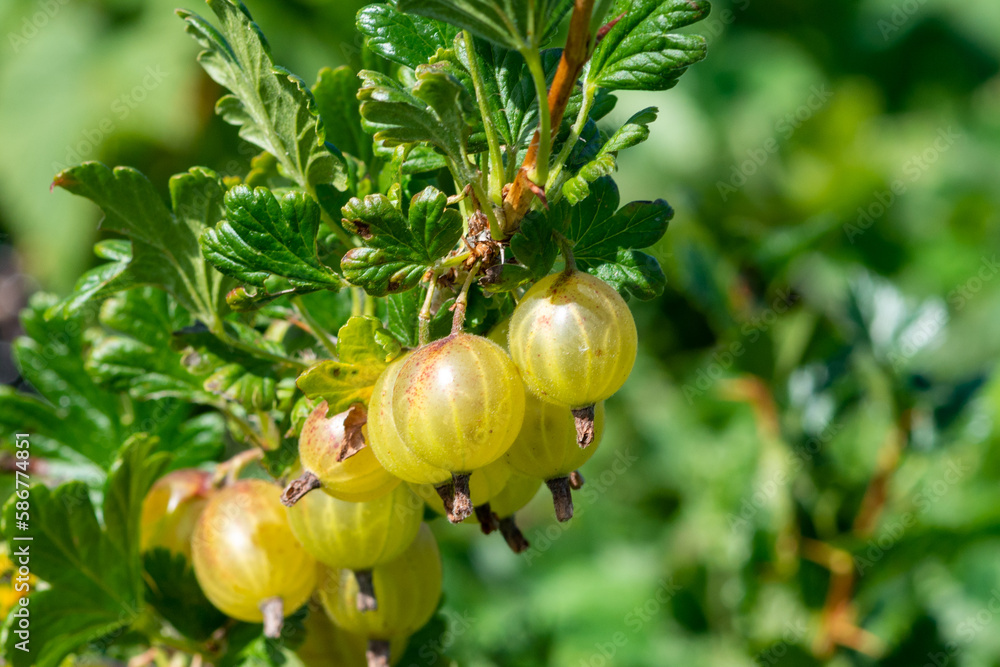 A cluster of green translucent gooseberry berries on a long thin stem ...