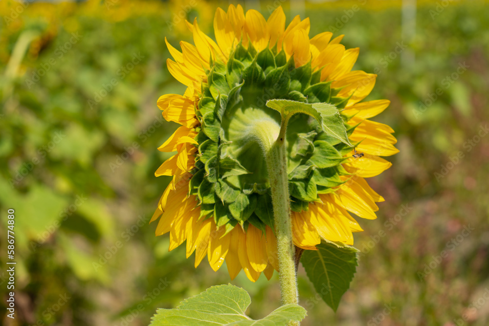 A large single yellow sunflower stretches towards the sun in a field of ...