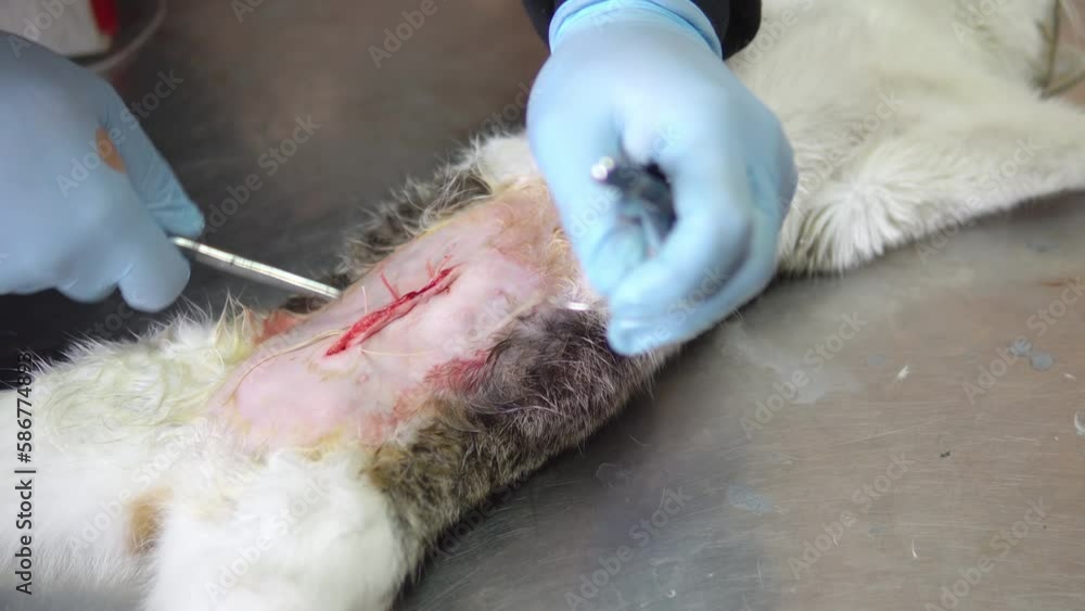 Neutering, sterilization of a cat close-up. End of abdominal surgery ...