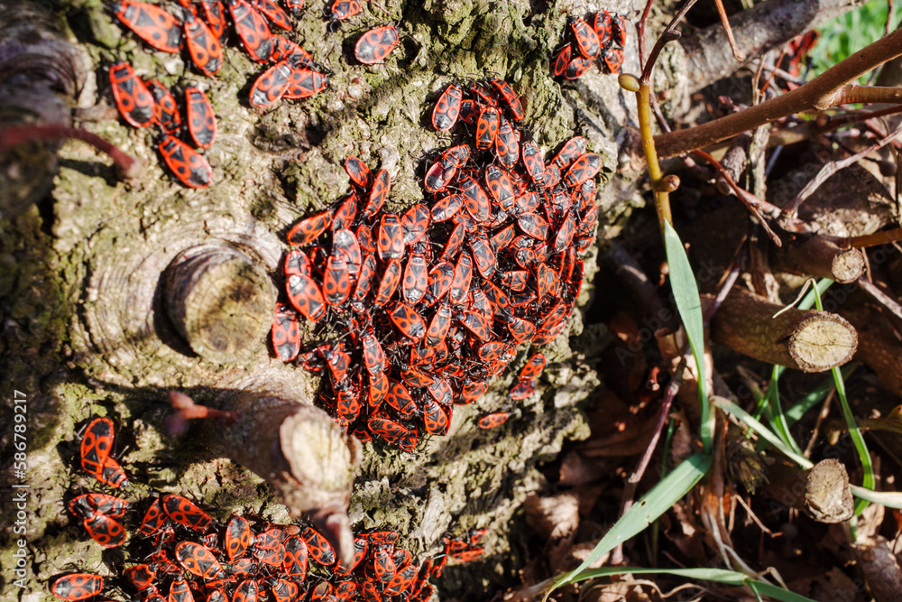 Red beetle with black spots (common fire bug) on wood background or ...