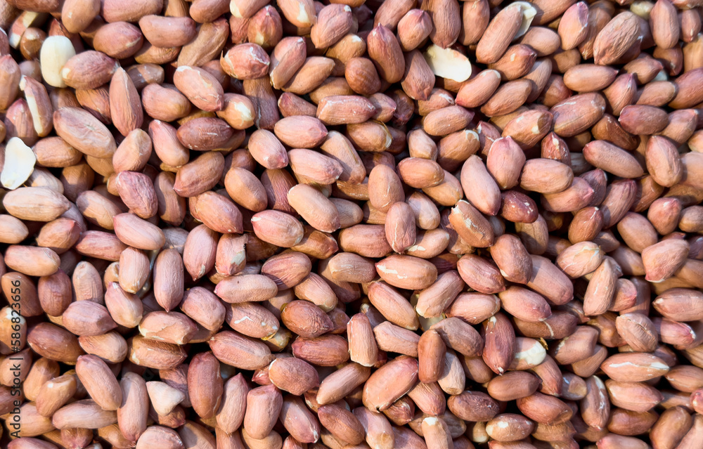 Roasted unpeeled peanuts macro shot. Peanuts as a background. A lot of ...