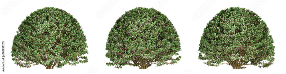 Green shrubs tree on transparent background, png plant, 3d render ...