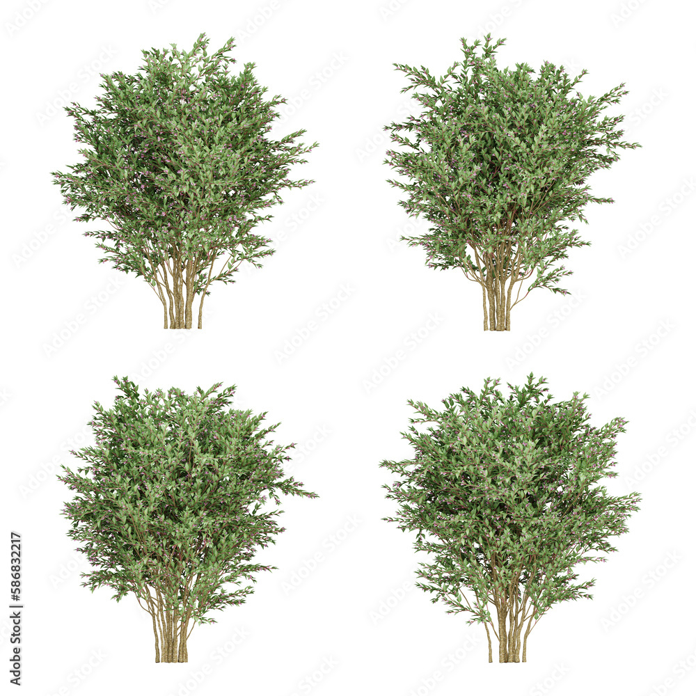 Green shrubs tree on transparent background, png plant, 3d render ...