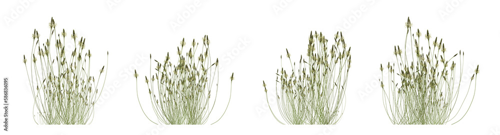 Cutout meadow green grass on transparent background, nature meadow, 3d ...