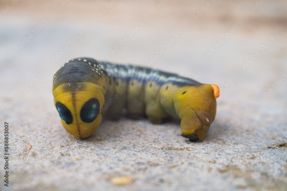 Oleander hawk moth caterpillar Daphnis nerii from European forests and ...
