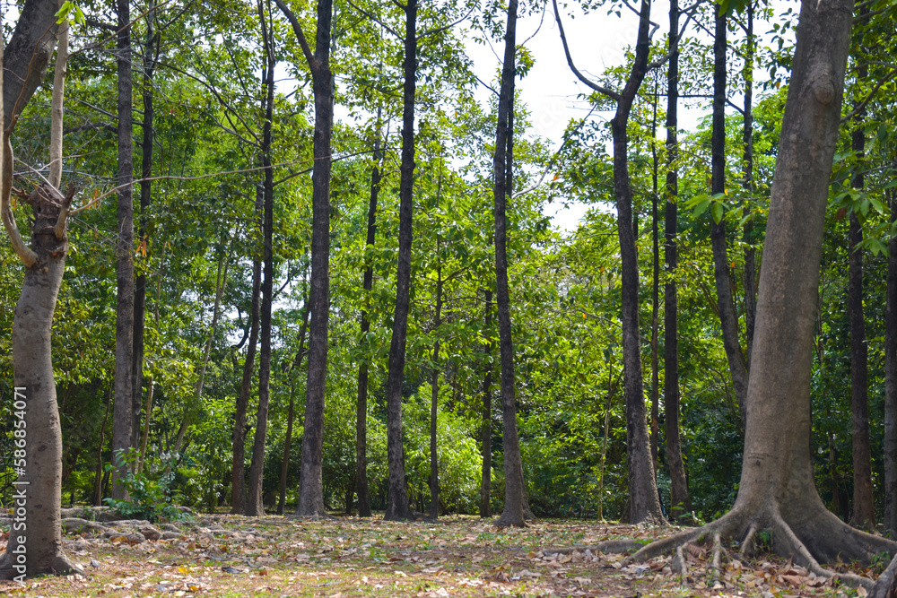 Trees and roots, beautiful scenery in Queen Sirikit Park in Bangkok ...