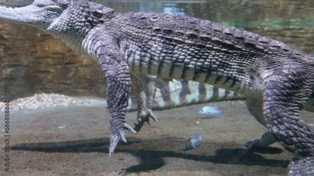 Panorama of the body of the Siamese Crocodile (Lat. Crocodylus ...