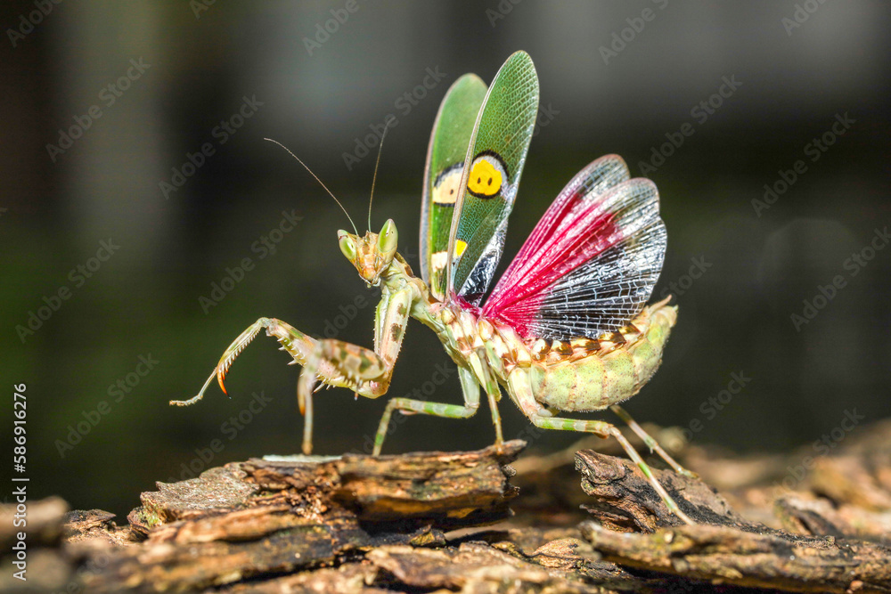 Indian Flower Mantis, Asian Flower mantis, Jeweled Flower Mantis ...