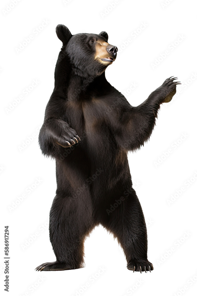 a Black bear, full body, standing, and animated, Wildlife-themed ...