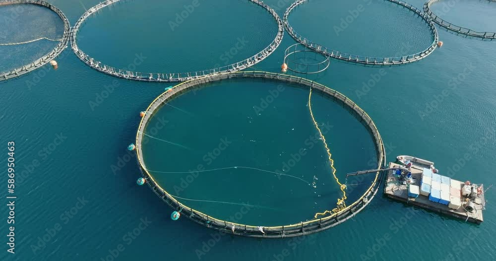 Collection of fish from nursery at fish farm by boat sea in Greece ...