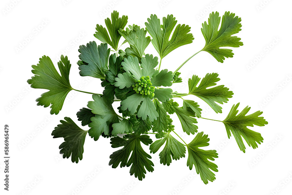 an isolated Cilantro green, garden-themed, photorealistic illustration ...