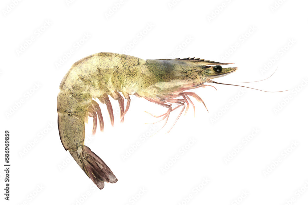 pacific white shrimp isolated on transparent background with clipping ...