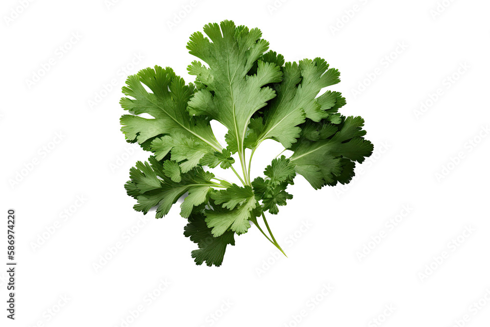 isolated Cilantro green, garden-themed, photorealistic illustrations on ...