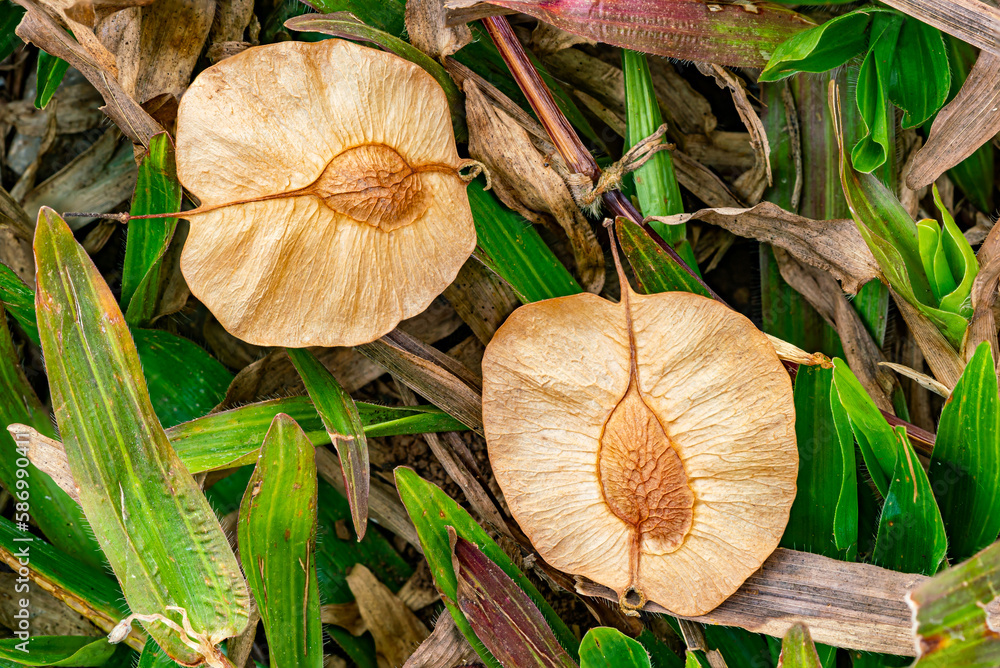Foto de Top view closeup of wind disposal seeds of wild tree in ...