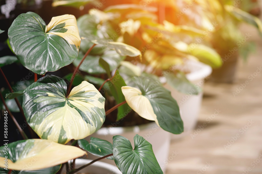 Homalomena rubescens variegated is an ornamental plant that purifies ...