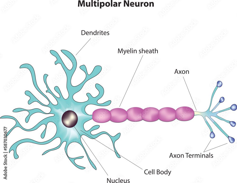 Multipolar Neuron Diagram