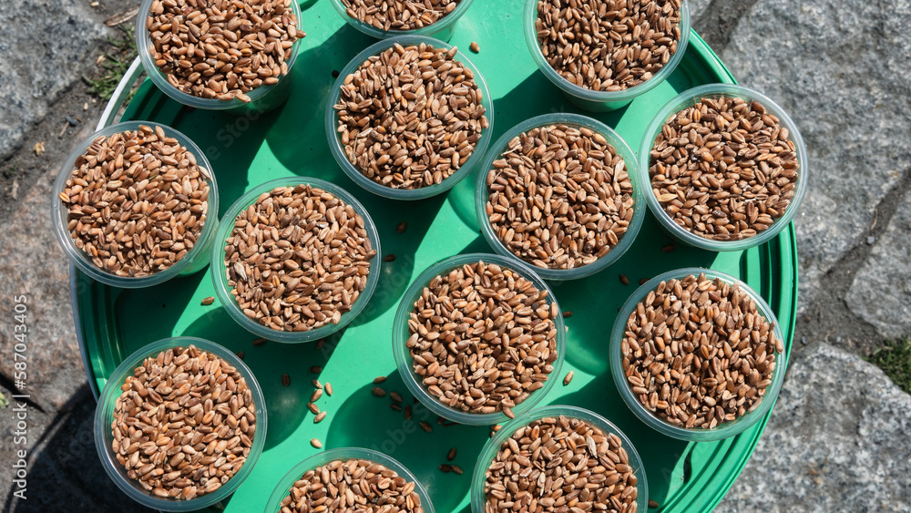 Pigeon food in plastic glasses in Istanbul, traditional way of feeding ...