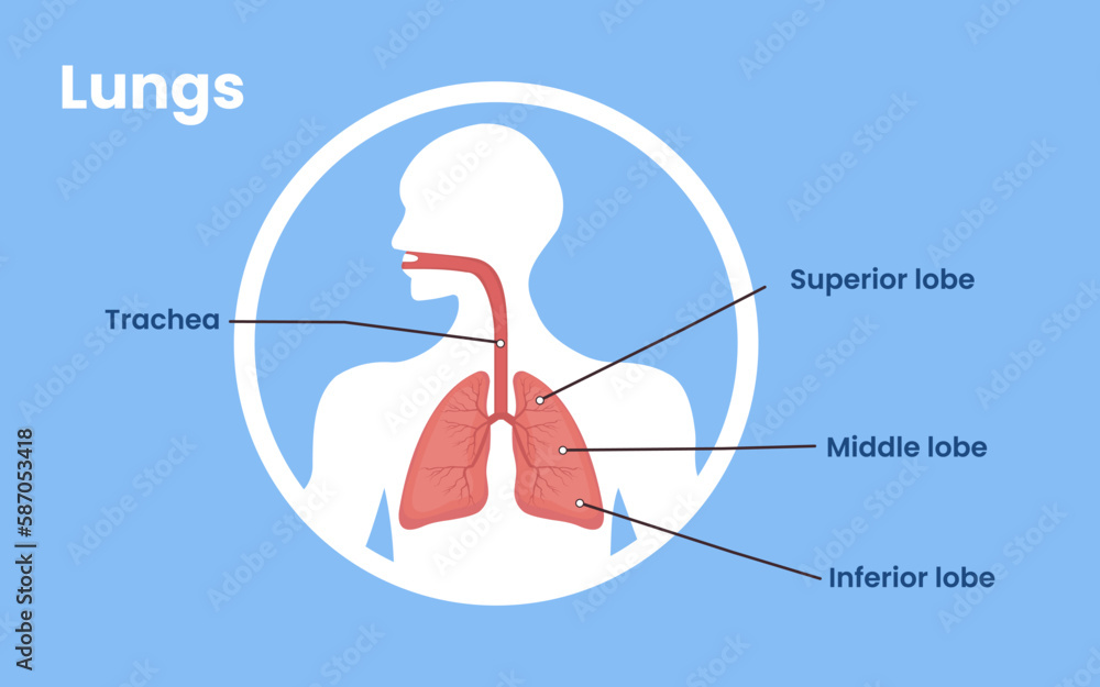 Human lungs respiratory system with text label. vector illustration ...