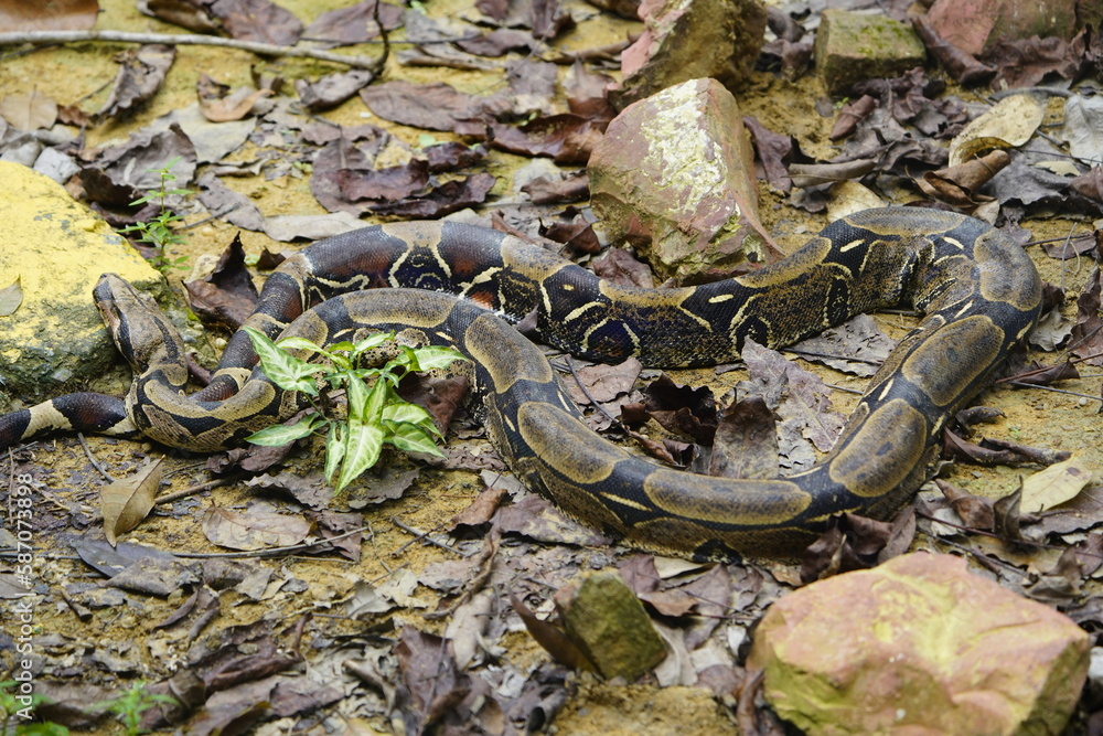 Anacondas or water boas are a group of large snakes of the genus ...