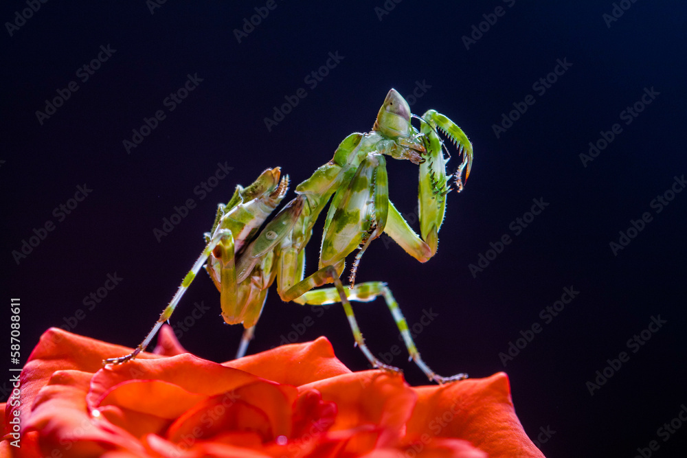 Creobroter gemmatus, common name jeweled flower mantis, is a species of ...