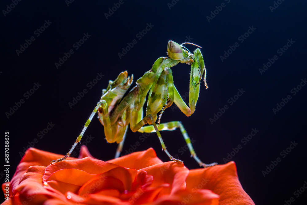 Creobroter gemmatus, common name jeweled flower mantis, is a species of ...