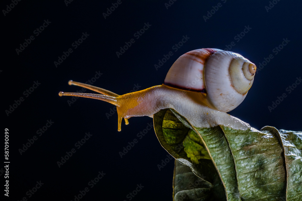 The short Samoan tree snail, Samoana abbreviata, is a species of ...