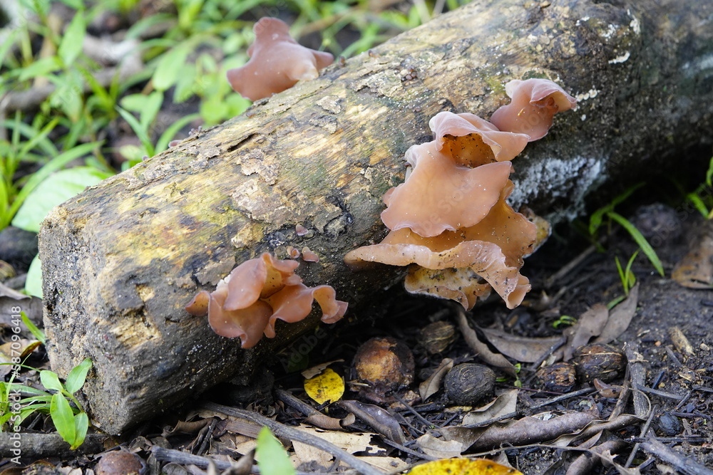 Pycnoporus sanguineus is a white rot saprobic fungus. It was discovered ...