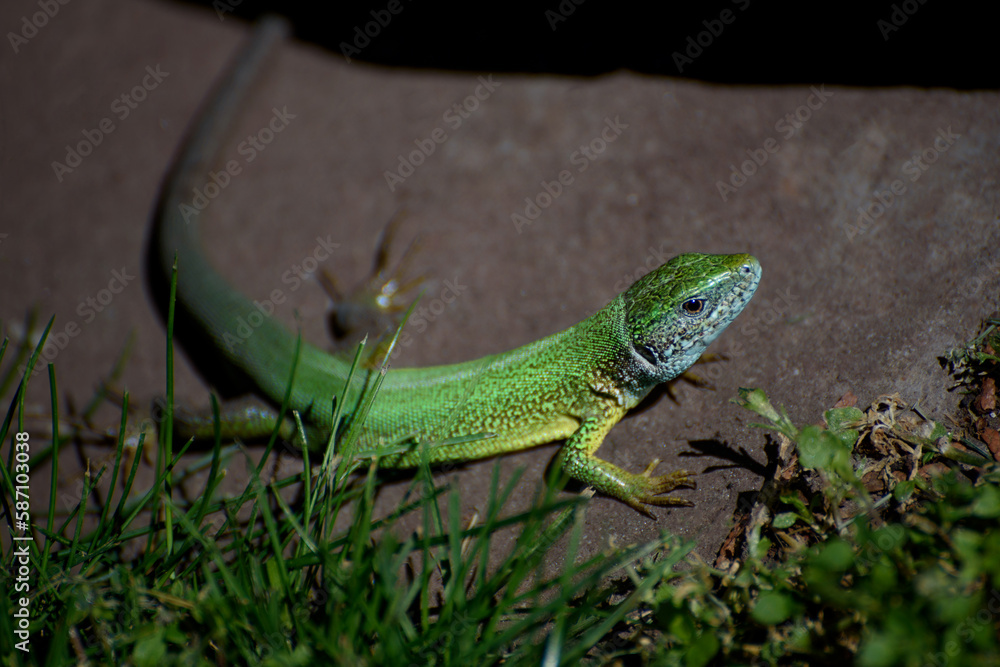 The European green lizard (Lacerta viridis) is a large lizard ...