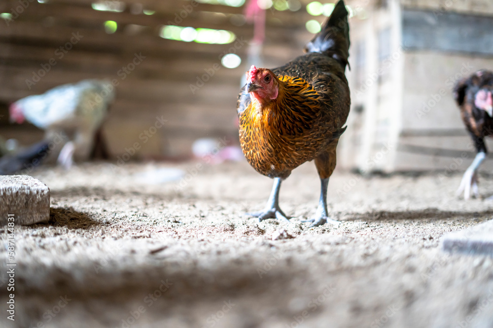 Ayam Kampung is a type of chicken originating from Indonesia and ...
