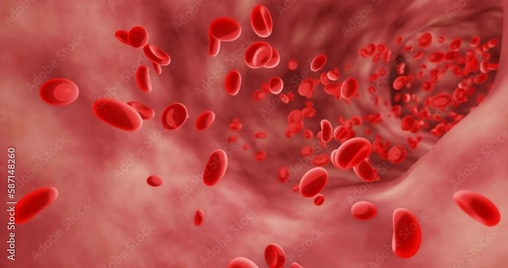 Red blood cells in an artery or blood vessel, flow inside the body ...