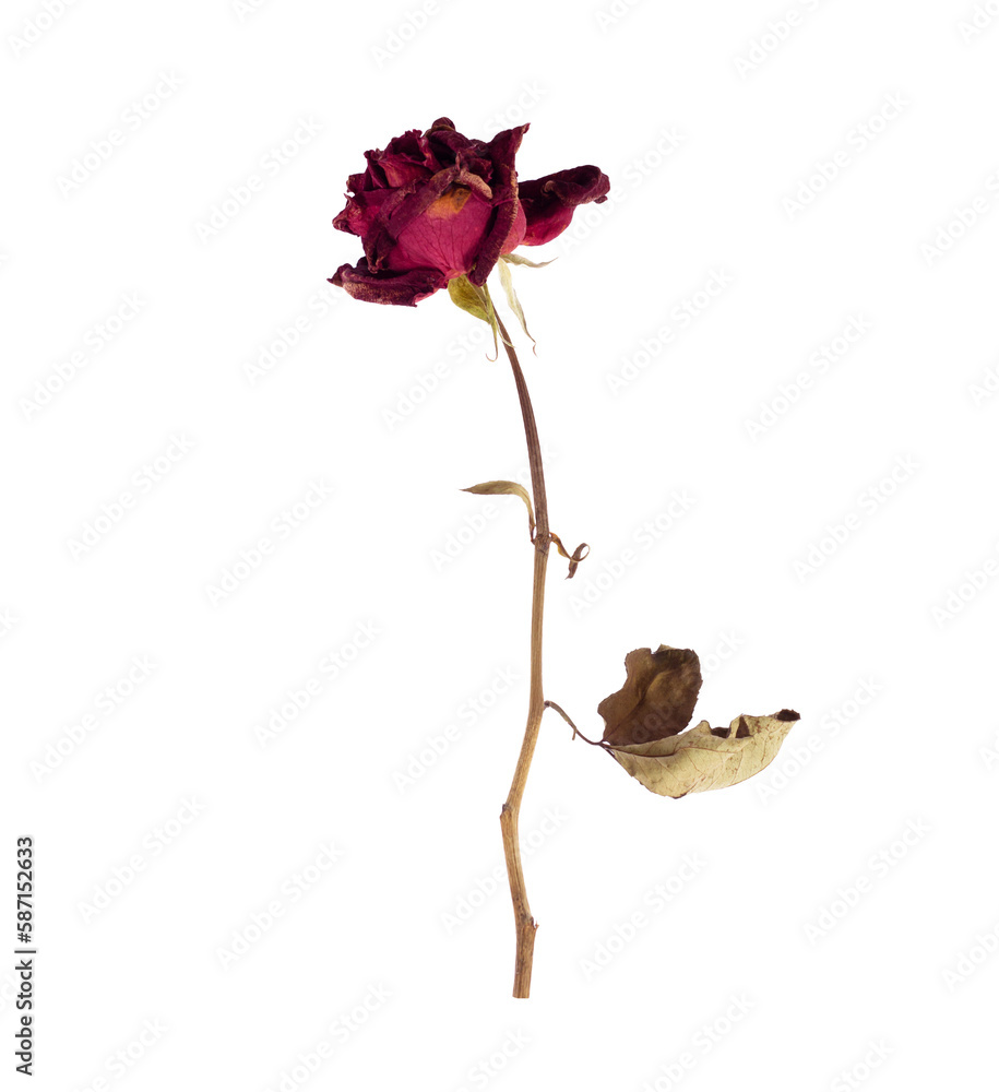 withered red rose isolated on transparent background.PNG file Stock ...