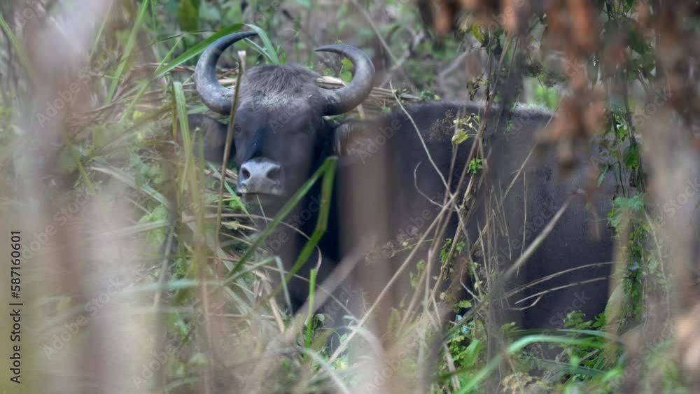A gaur or wild bison in the tall grass of the Chitwan National Park in ...