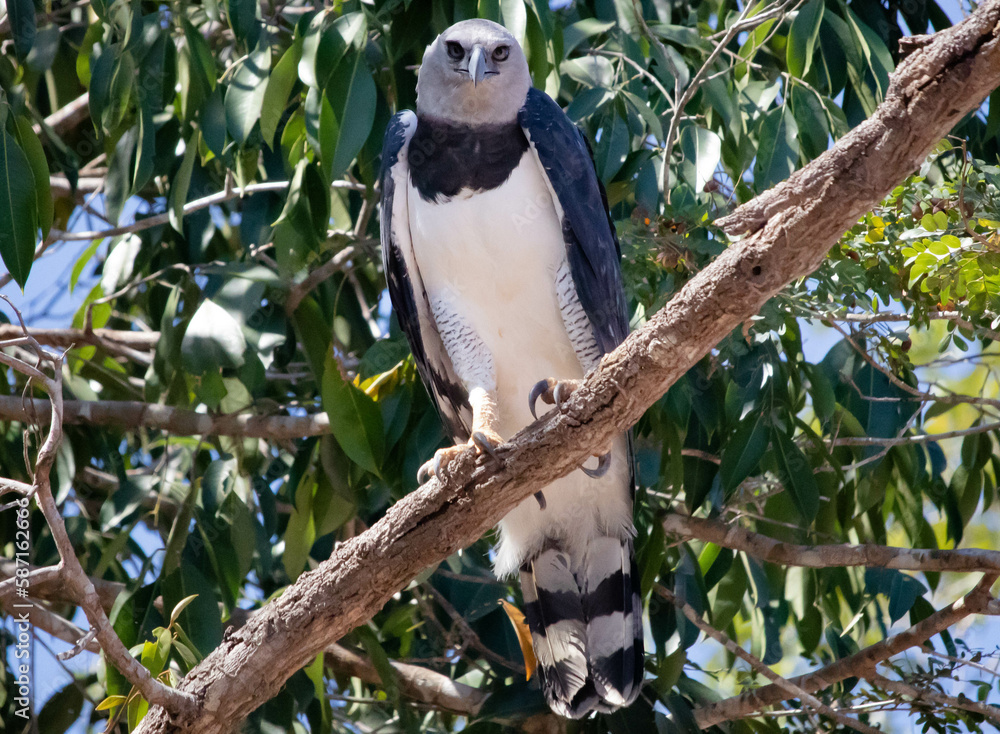 Great harpy eagle ready to hunt in the amazon rainforest Stock Photo ...