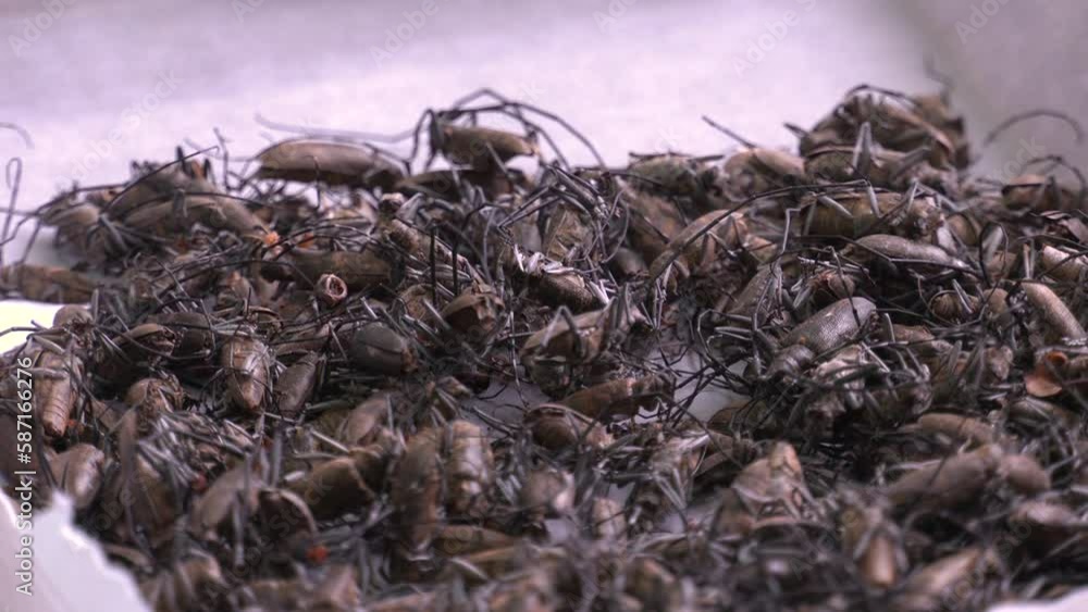 Monochamus galloprovincialis, the pine sawyer beetle, also referred to ...