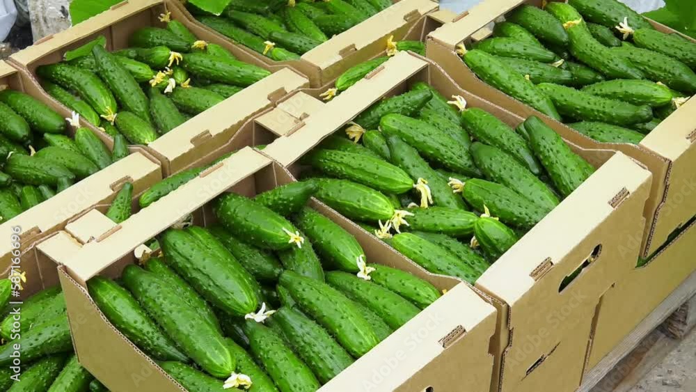 Boxes with fresh ripe cucumber. Organic food and vegetables. Healthy ...